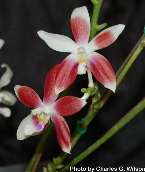 Pin By Hari Palta Phd On Orchid Flowers 1 Orchids Orchid Flower