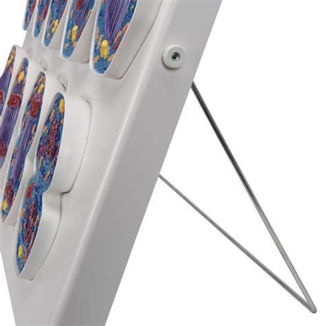 Mitosis Model R011 1013868 Mammal Cell Division Biology