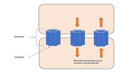 What Is The Difference Between Gap Junctions And Plasmodesmata