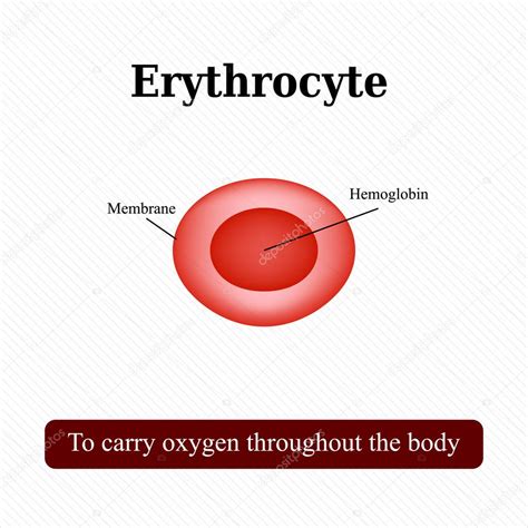Eritrocito Significado De Eritrocito