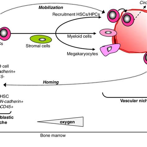 The Basic Multicellular Unit Bone Is Continuously Remodeled By Basic