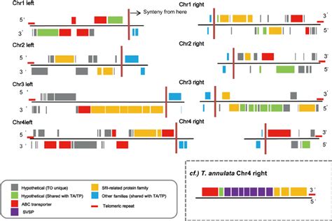 Genes In The Subtelomeric Region Of Each Chromosome Annotation Of The