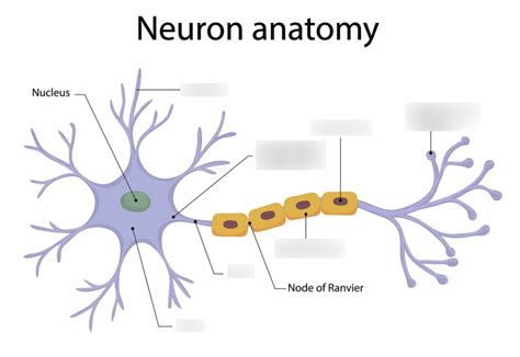 Neuron Anatomy Diagram Quizlet