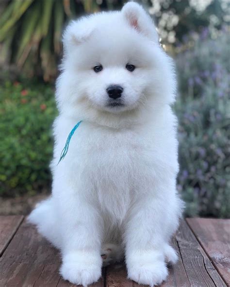 Samoyed Puppies Artofit
