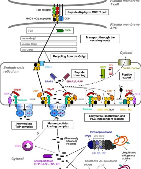 2 1 Outline Of The Conventional Mhc Class I Antigen Presentation