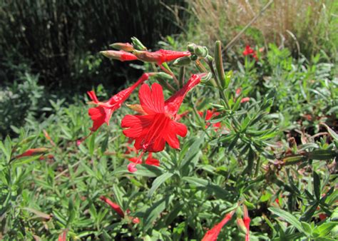 Epilobium Canum The Watershed Nursery Cooperative