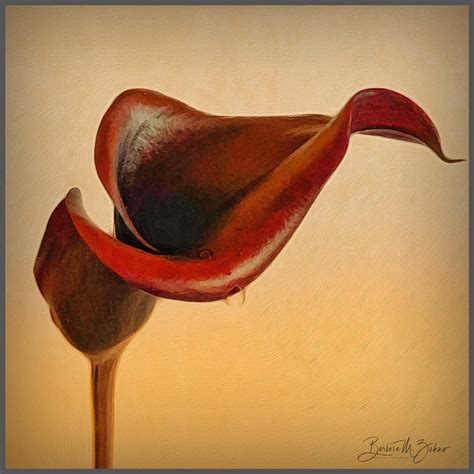 Purple Calla Lily Photograph By Barbara Zahno Fine Art America