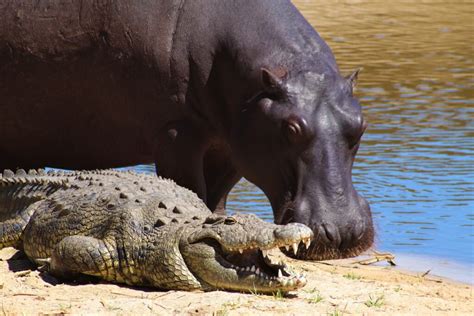 Who Wins In A Fight Between A Crocodile And Hippo