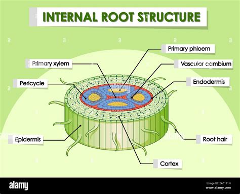 Diagram Showing Internal Root Structure Illustration Stock Vector Image Art Alamy