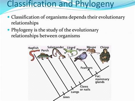 Ppt Classification And Taxonomy Powerpoint Presentation Free