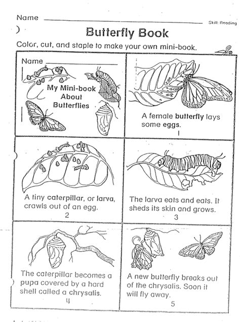 Free Printable Butterfly Life Cycle Book Free Math Worksheet Printable