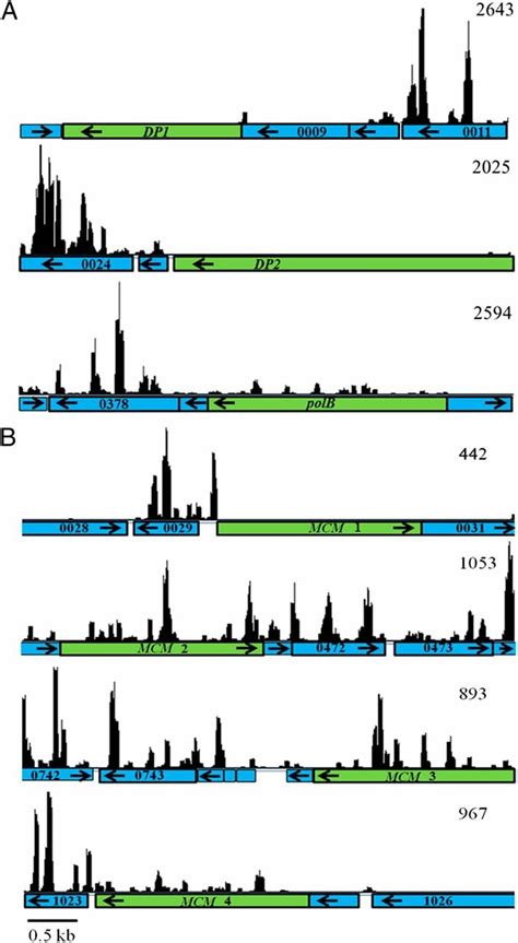 Genome Scale Analysis Of Gene Function In The Hydrogenotrophic Methanogenic Archaeon