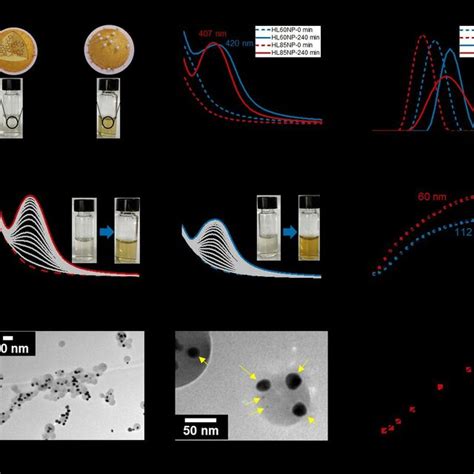 Self Assembly Of Silver Nanoparticles On The Surface Of Crosslinked