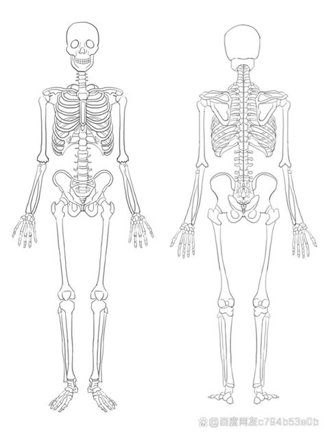 人体结构骨骼全图简笔画教程（汇总14张） 简笔画图片大全