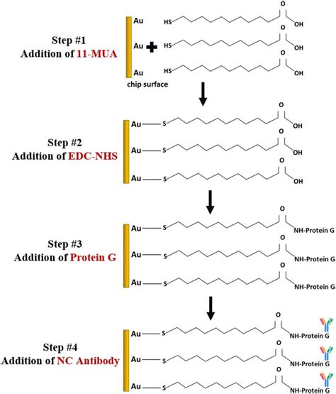Four Step Immobilization Process Of The Anti Sars Cov 2 Download