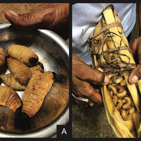Edible Beetle Larvae Consumed As Food By The Paiter Suruí A