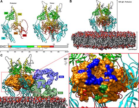Herpes Zoster Virus Structure