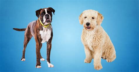 Boxer Lab Poodle Mix At Harold Graham Blog