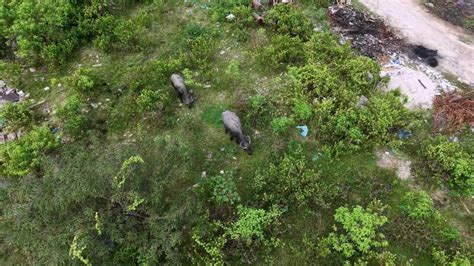 Aerial View Of An Outdoor Rubbish Dump With Grazing Buffalo And
