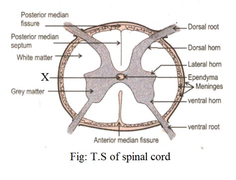 Draw And Labelled Diagram Of Ts Of Spinal Cord And Class Biology Cbse
