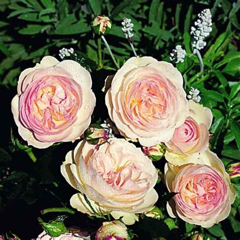 Роза Пастелла Фото – Telegraph