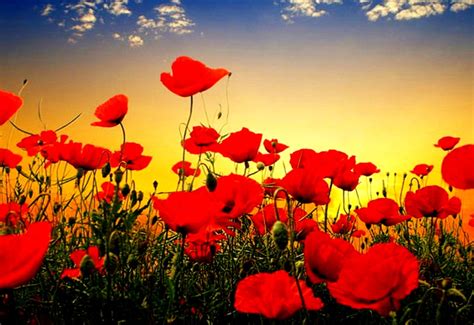 Шпалери для робочого столу 90 фото