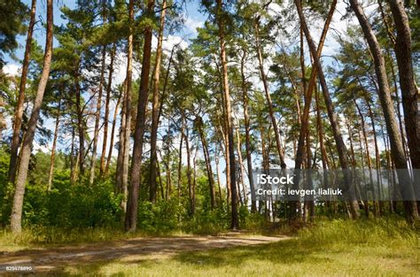 소나무 숲에서 일출과 이른 아침 0명에 대한 스톡 사진 및 기타 이미지 0명 가을 계절 Istock