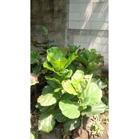 Jual Paket Biola Cantik Dan Palem Kol Shopee Indonesia