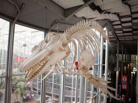 Killer Whale Vestigial Structures