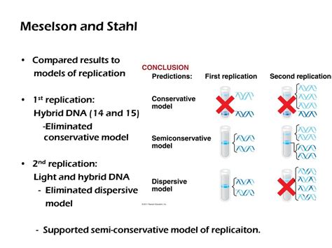 chapter 16 dna the molecular basis of inheritance ppt download