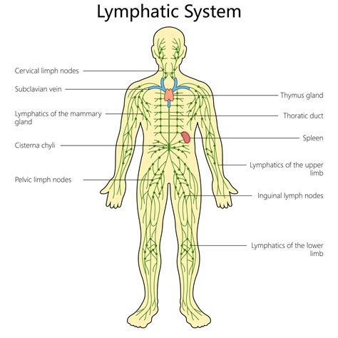Understanding The Lymphatic System — Acupuncture Rochester Ny