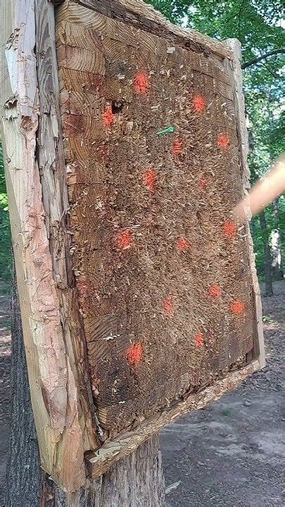 Splitting The Tee With The Queen Of Hearts R Axethrowing