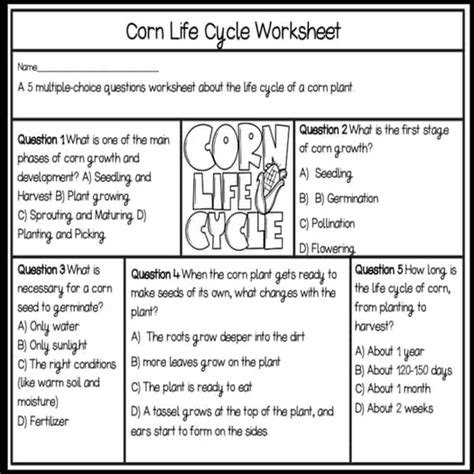 Corn Life Cycle By Teacher Trish Tpt