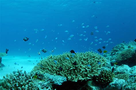 2005年bigtour慶良間 海の中の風景 海のワイドな風景の写真