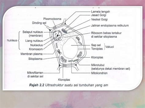 Gambar Sel Tumbuhan Lengkap Sel Tumbuhan Tanpa Label