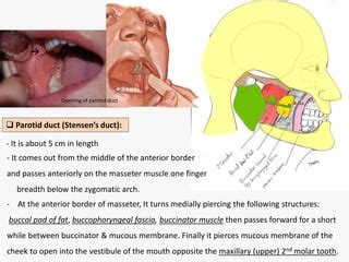 Lecture 2 The Parotid Gland And The Extracranial Part Of The Facial