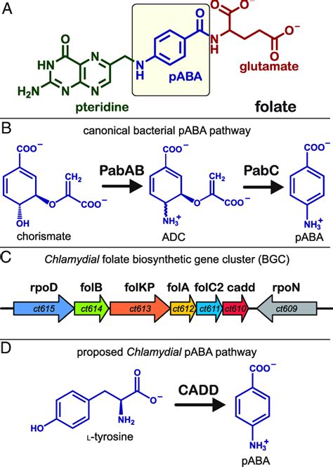 Bacterial Strategies For The Synthesis Of Folate A Tripartite Download Scientific Diagram