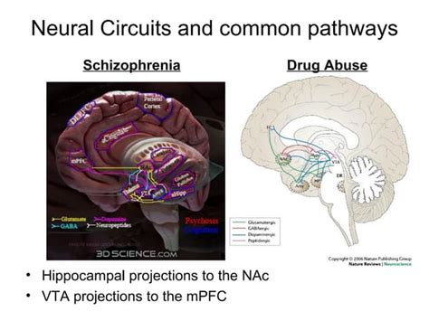 Neural Circuits Ppt