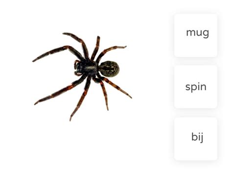 De Spin Gratis Online Spellen Voor Kinderen In Groep 4 Door Anouk