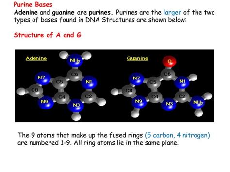 DNA Structure Function PPTX