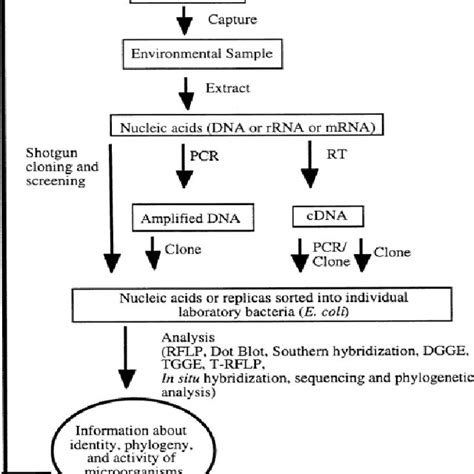 The Flow Chart Of T Rflp Analysis Technology The Picture Is From Download Scientific Diagram