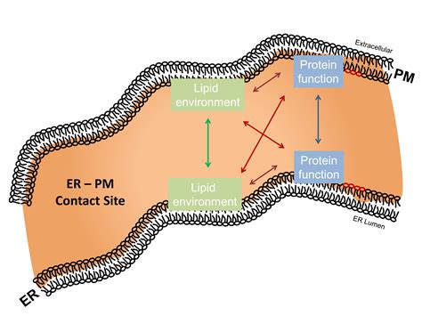 Endoplasmic Reticulum Lumen The Endomembrane System Fundamentals