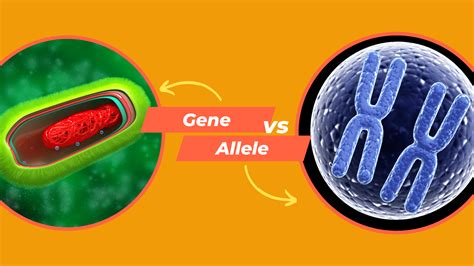 Prokaryotic DNA Archives Genetic Education