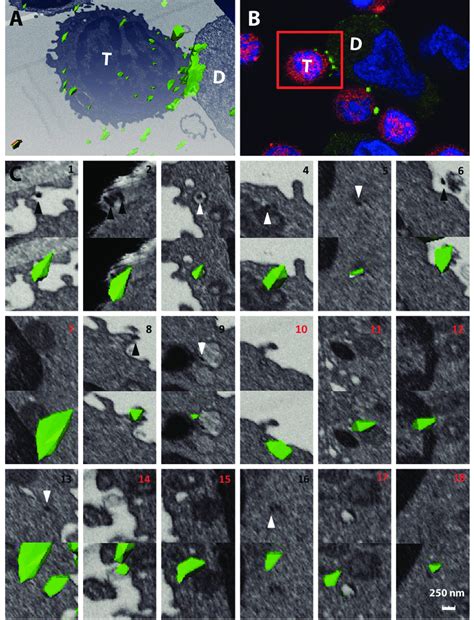 Correlation Of Fib Sem Subcellular Structures With Lscm Fluorescent Download Scientific Diagram