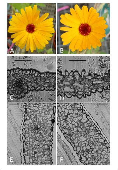 Flowering In Tetraploid And Octaploid Calendula Officinalis Nova