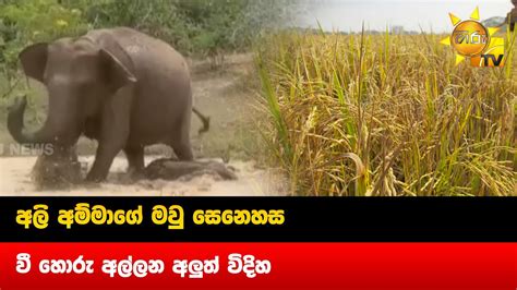 අලි අම්මාගේ මවු සෙනෙහස වී හොරු අල්ලන අලුත් විදිහ Hiru News Youtube