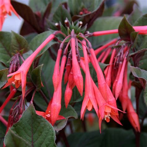 Buy Fuchsia Fuchsia Thalia Delivery By Waitrose Garden