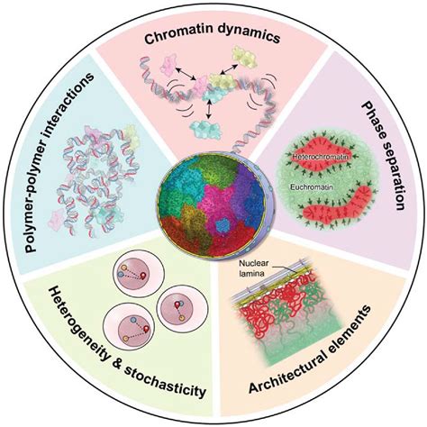 Figure 1 From The Self Organizing Genome Principles Of Genome
