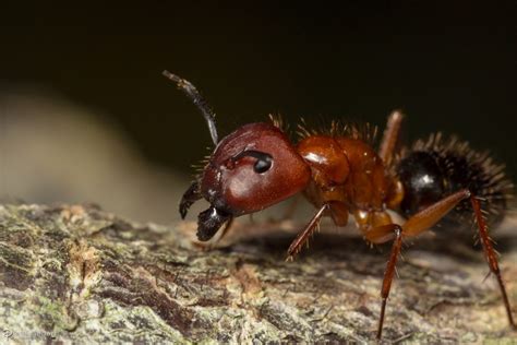 Argentine Ants Vs Carpenter Ants How Are They Different Pestinformer Com