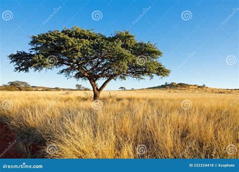 árbol De Camelthorn En Praderas Sudáfrica Foto De Archivo Imagen De